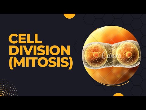 Cell Division (Mitosis) Prophase Metaphase Anaphase Telophase Class 9 ...