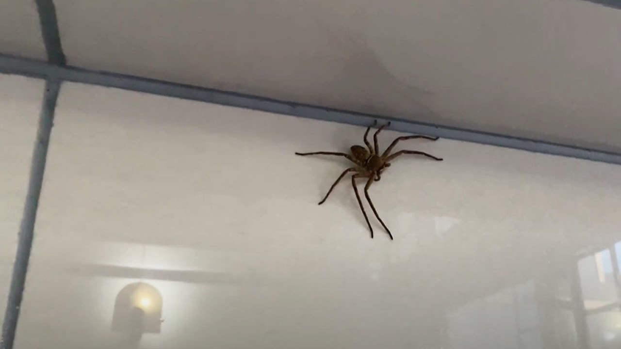 Massive House Spider in Japan #6 ASHIDAKAGUMO（足高蜘蛛） [Kiwi In Japan 159 ...