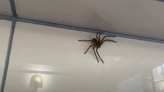 Japanese Giant Spider Japanese Spider Crab | Animals | Monterey Bay