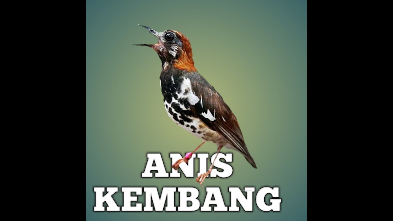Relaxing Sound Zoothera interpres Birds. Geokichla interpres - YouTube