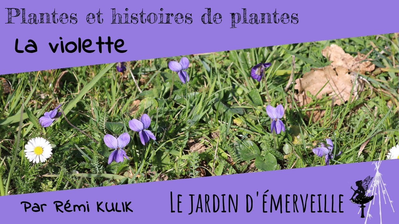 La violette. - YouTube