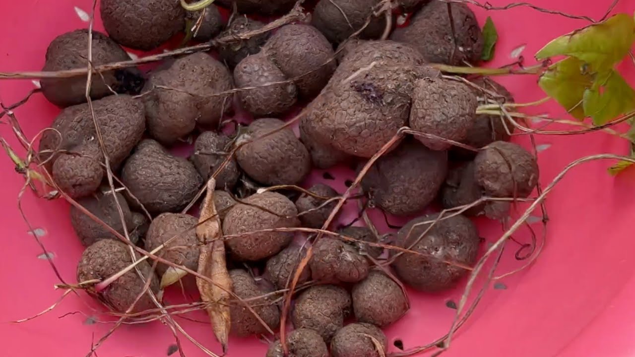 Convincing Reasons to Create Your Food Forest -Feeding the Future - YouTube