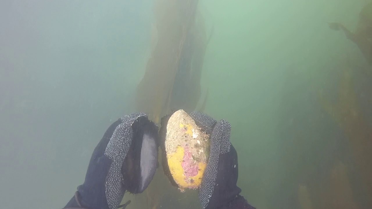 Bluff Harbor Paua Dive Pt2 - YouTube