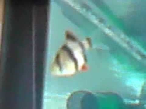 Sick Tiger Barb - YouTube