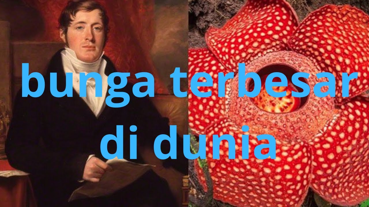 Misteri Bunga Rafflesia Arnoldii: Keajaiban Alam yang Langka-Bunga ...