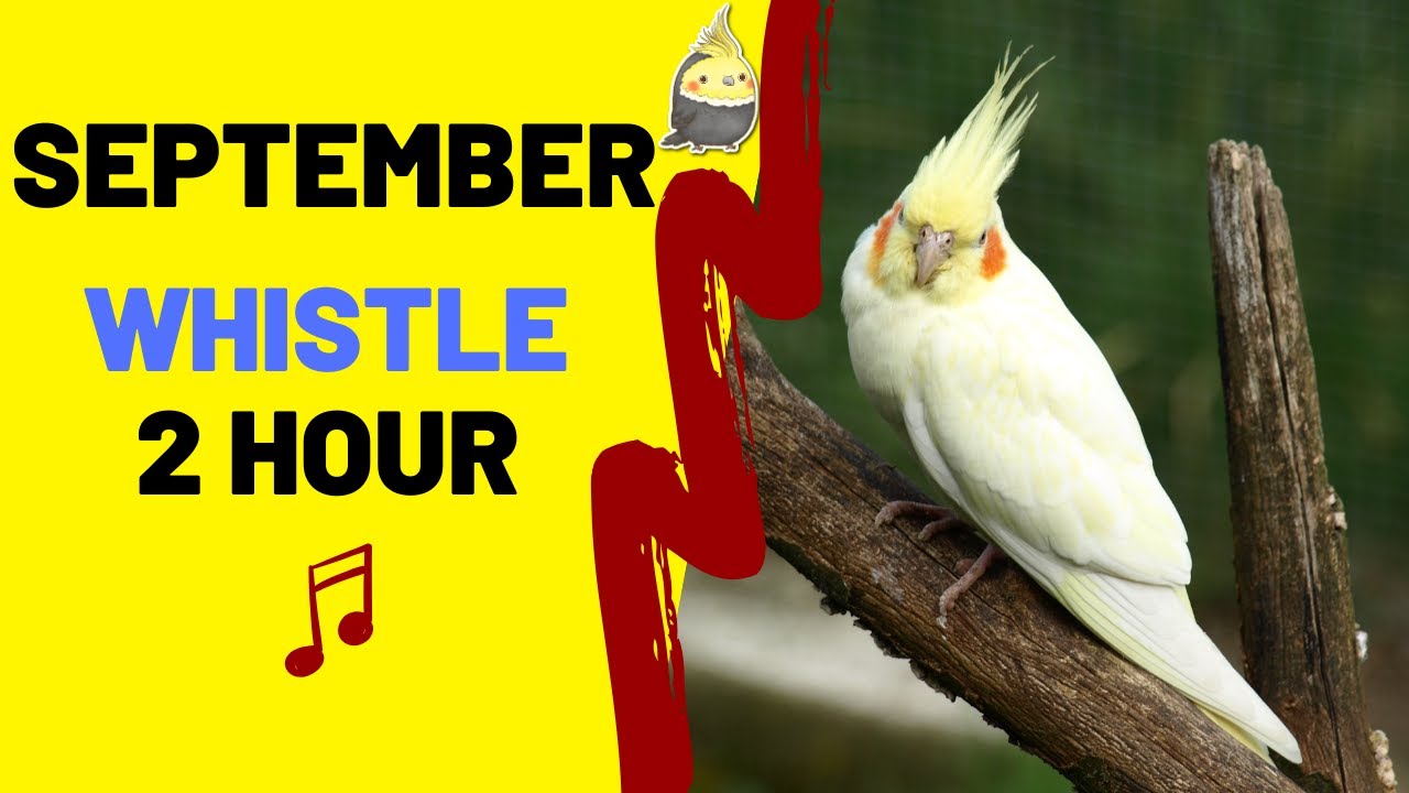 SEPTEMBER with WHISTLE 2 Hour - Bird Whistling Training - Cockatiel ...