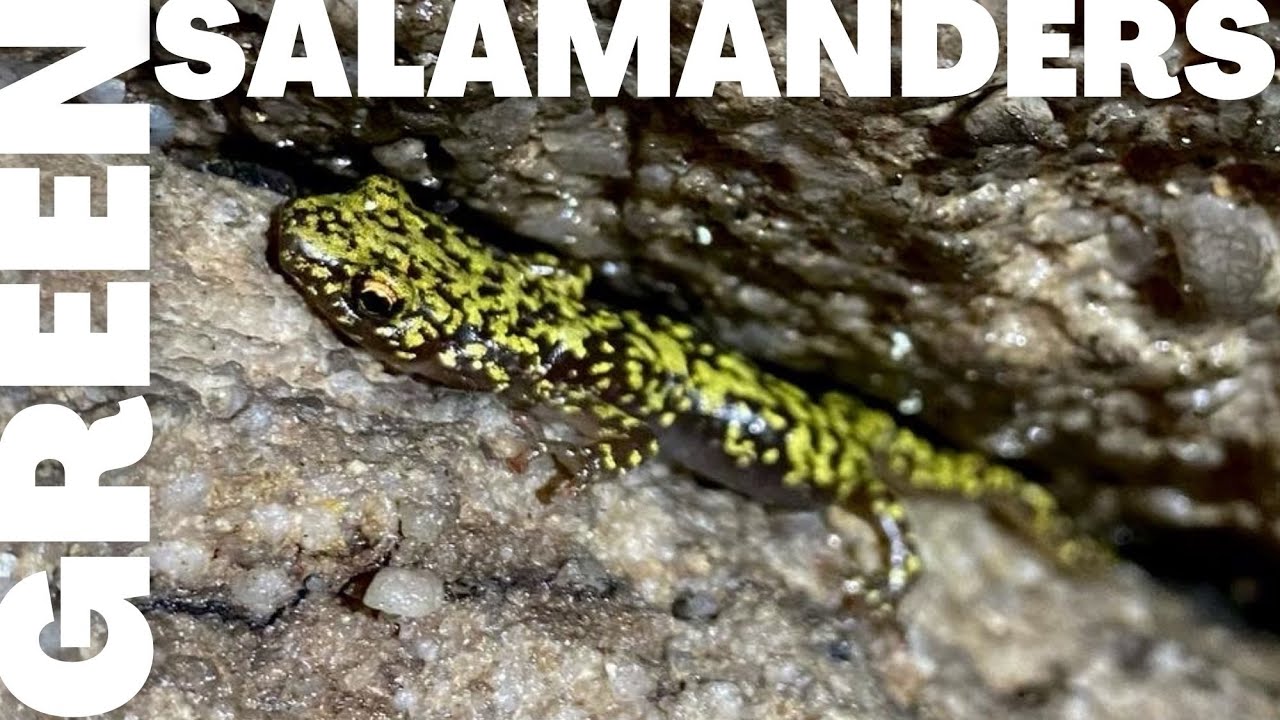 HERPING FOR GREEN SALAMANDERS | Filming Green Salamanders in West Virginia - YouTube