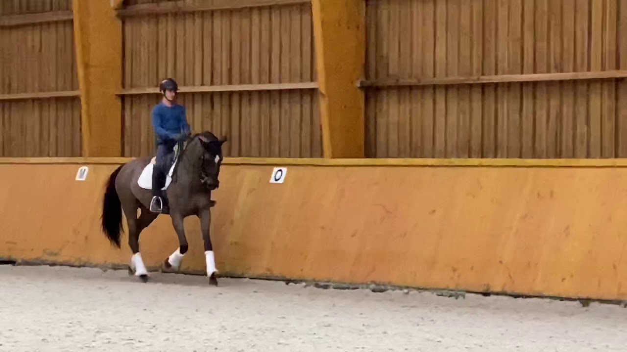 Donnerhall Oldenburg Stallion Superior Equine