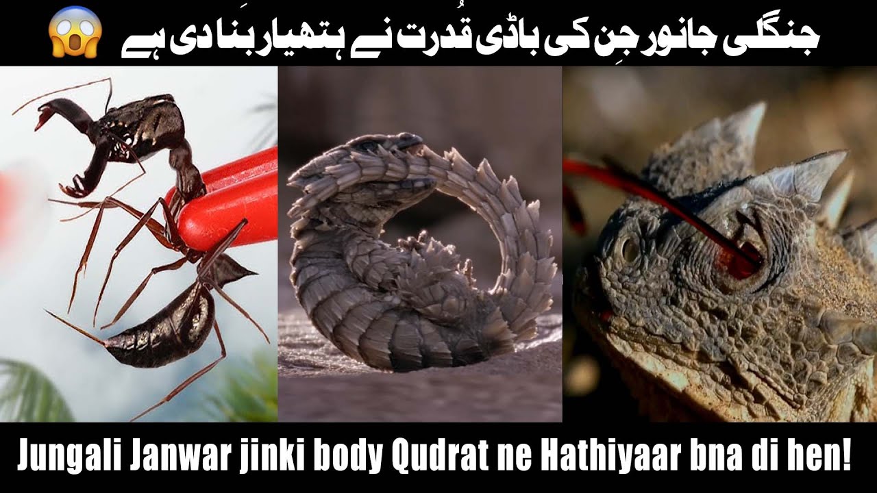 10 Janwar Jin Ki Body Hai Hathyar! 😱 | Deadly Creatures | #wildfacts # ...