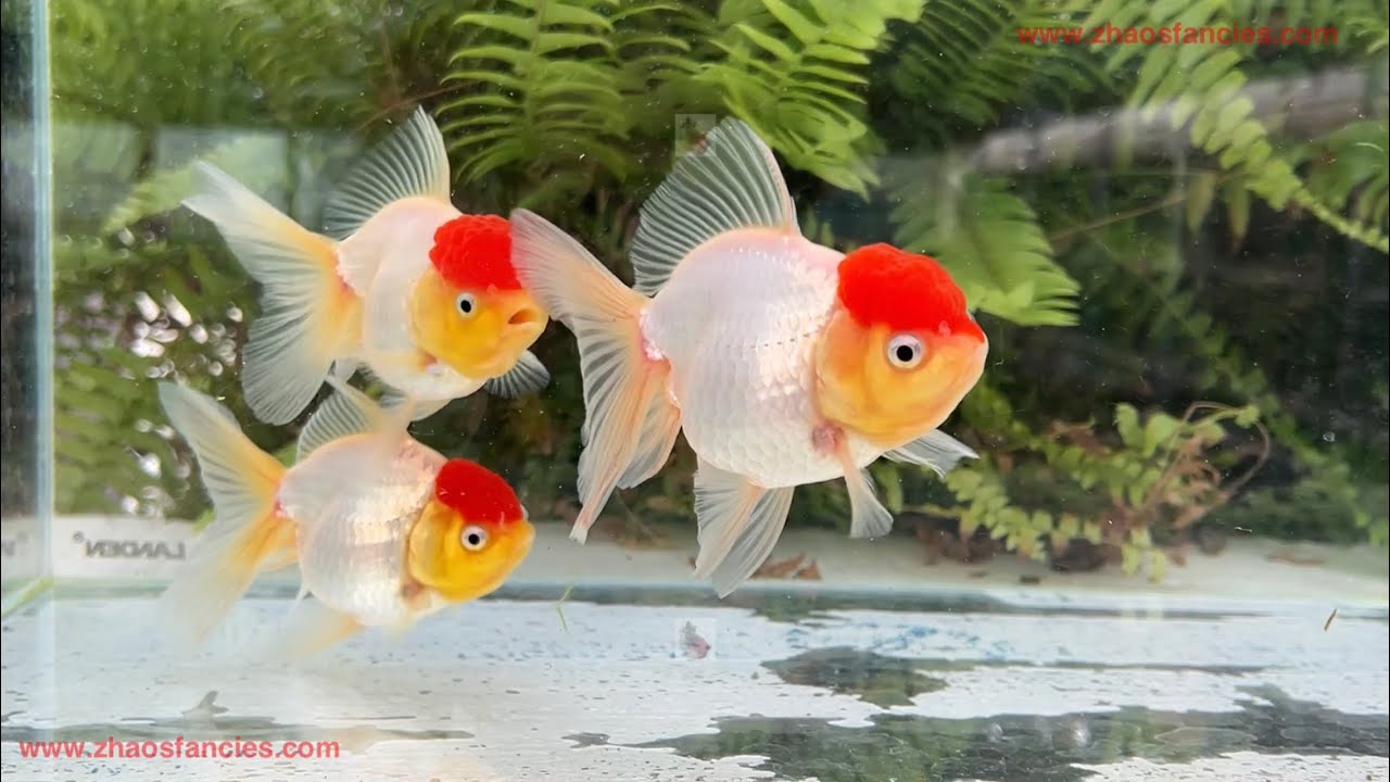 Adorable Zhao’s young Tancho High Head Orandas 😍 - YouTube
