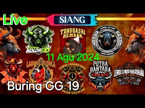Live ‼️🦬 Banteng Kolor Ijo, Lembu Anabra, Tondo Asri Kembar, Buring Kec ...