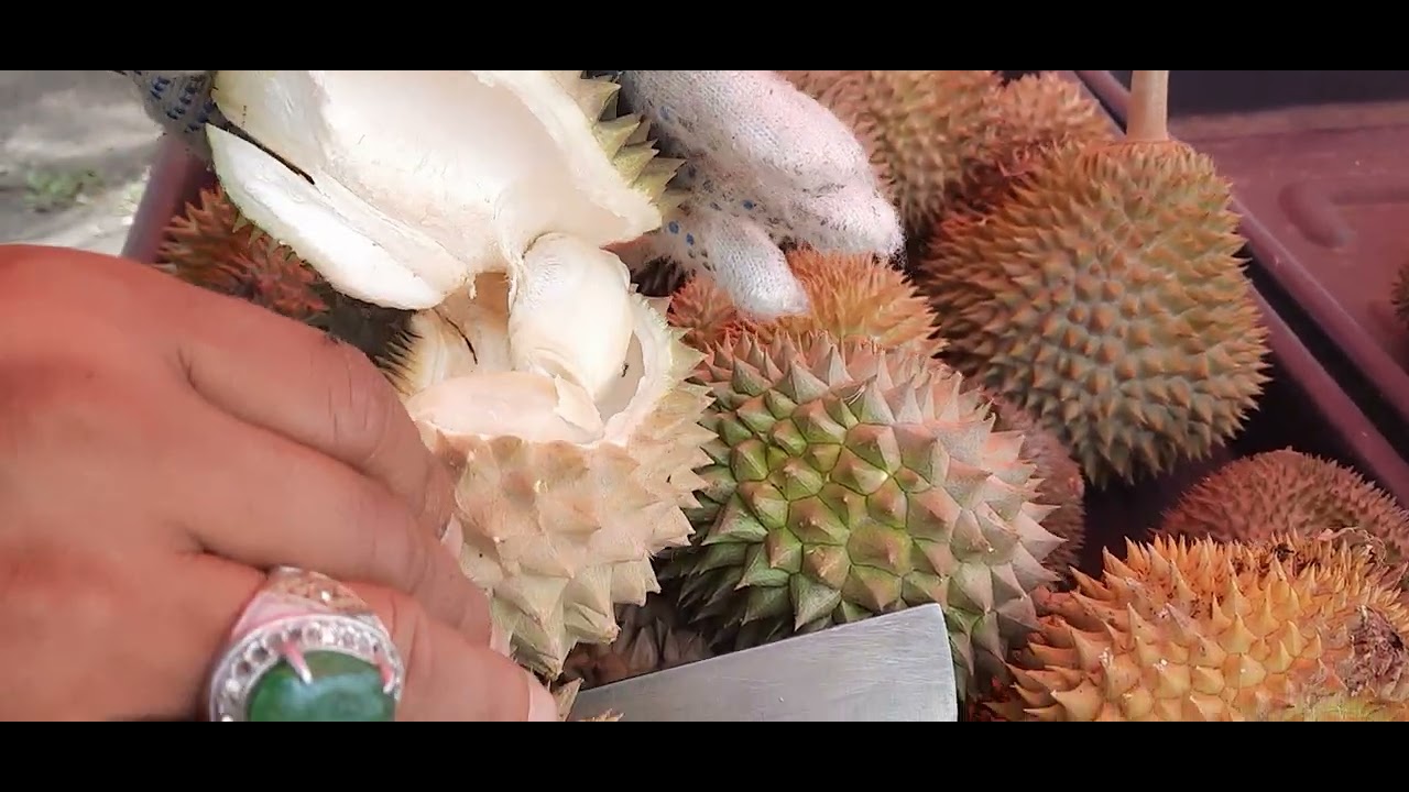 Durian kapai D24 D8 D15 - YouTube