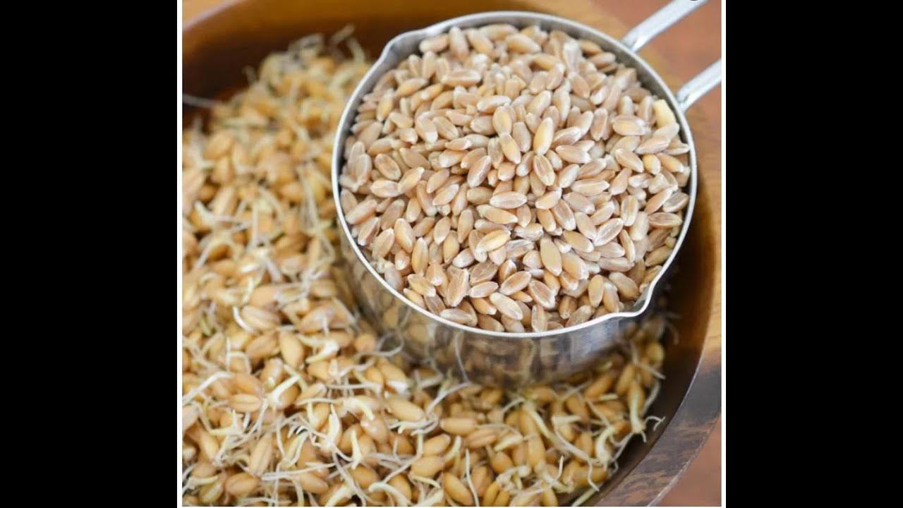 Simple Sprout Seed Machine - YouTube