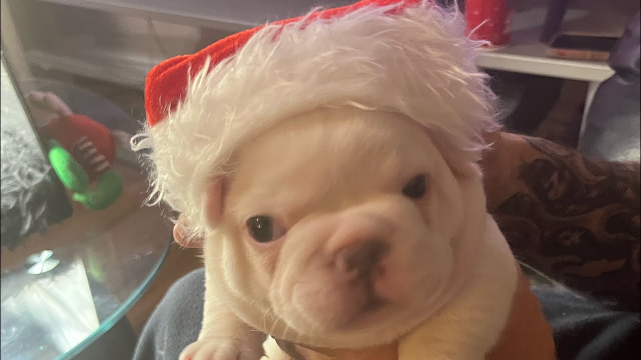 Five week old pups free at last - YouTube