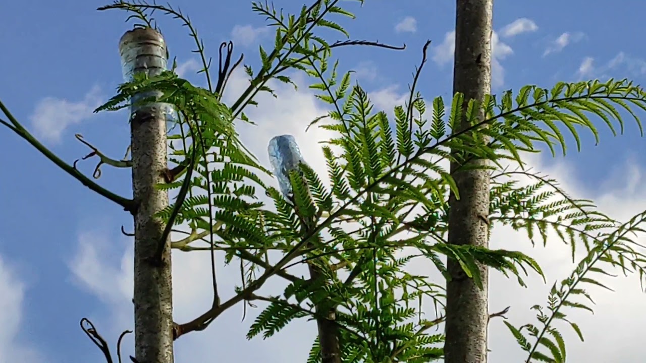 cara membuat pohon petai agar bercabang banyak.supaya berbuah banyak ...