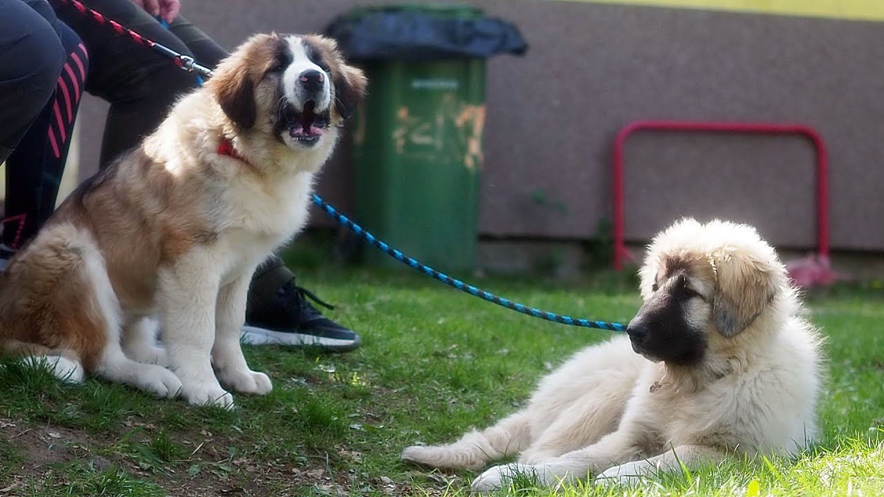 Training CCOC K9 (part 1), April 2024. - YouTube