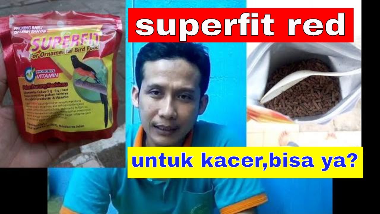 Voer superfit red untuk kacer emang bisa ya? - YouTube
