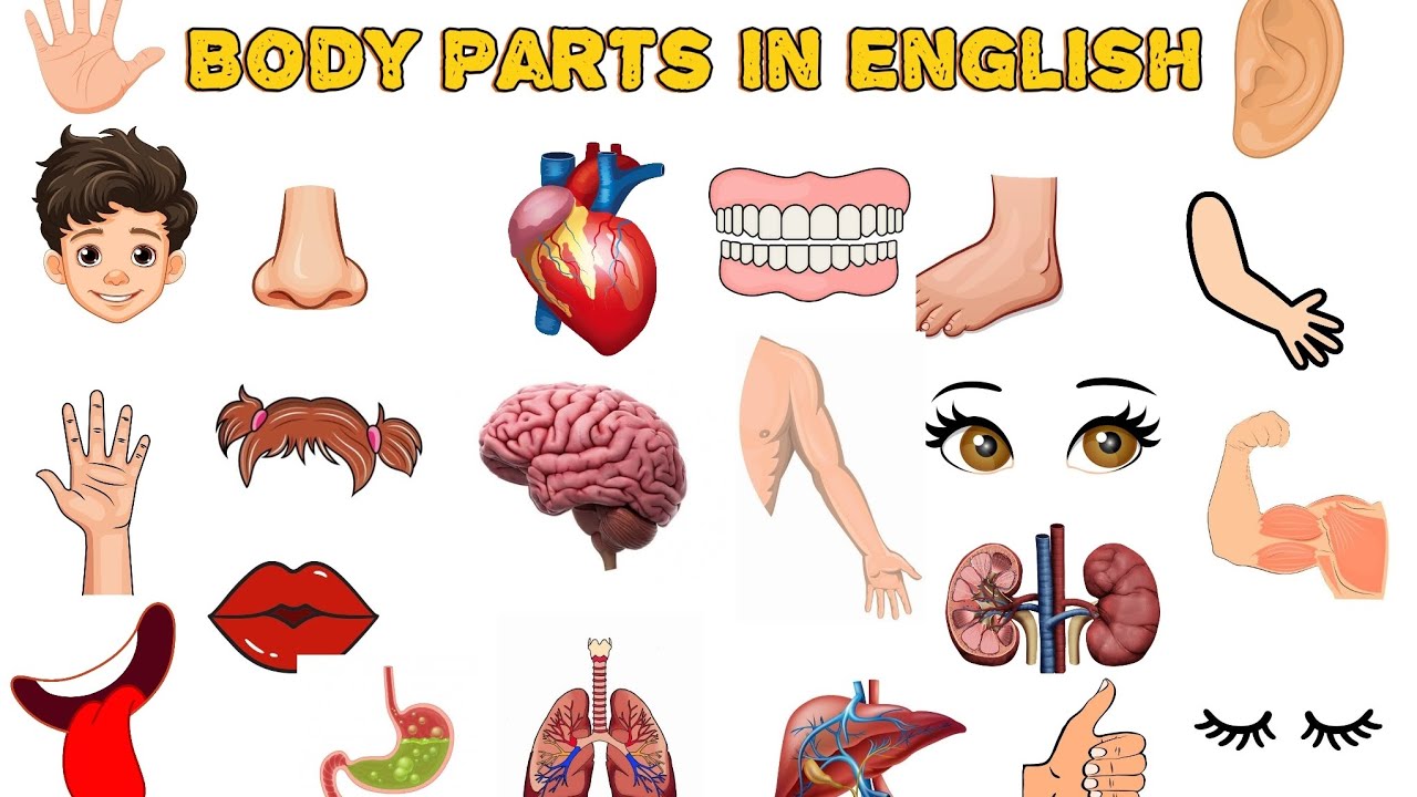 Learn Human Body Parts in English | Easy Vocabulary for Beginners - YouTube
