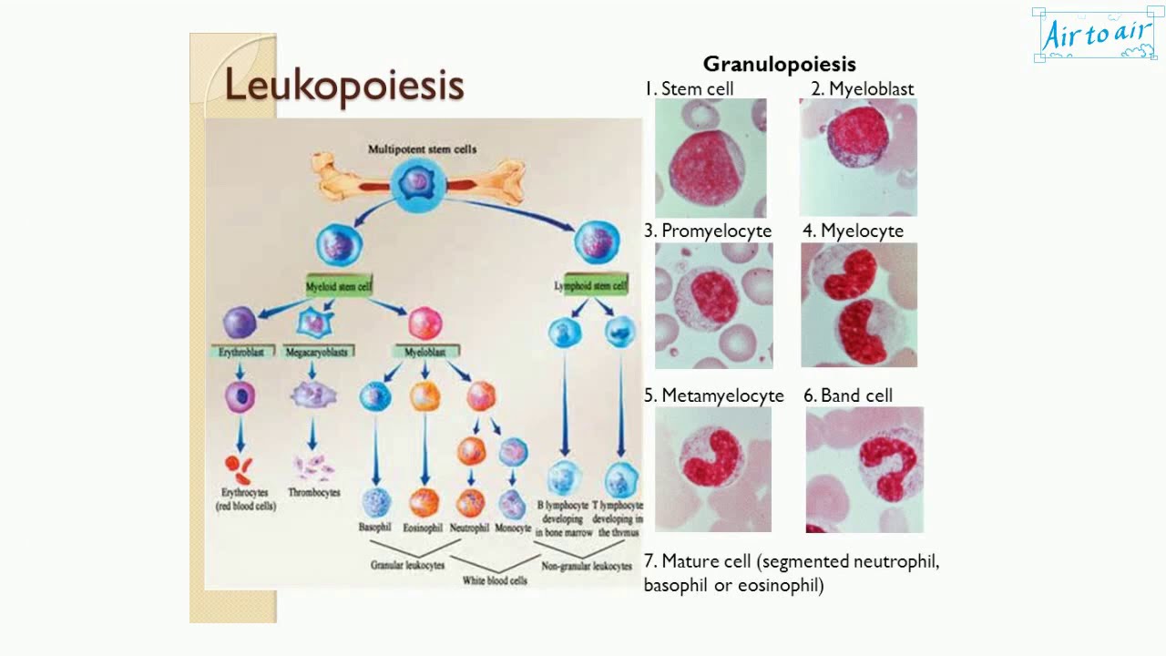 [ Krok 1 Medicine ] Year: 2018 - 091 (Ministry of Public Health of ...