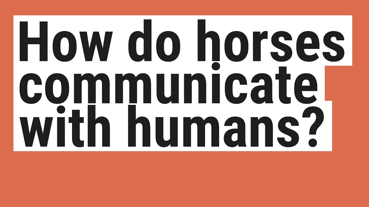 How do horses communicate with humans? - YouTube