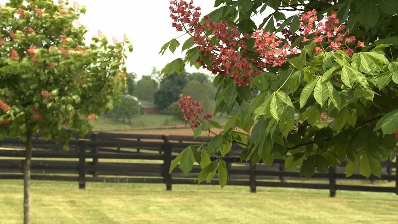 Three Chimneys of Versailles KY - YouTube