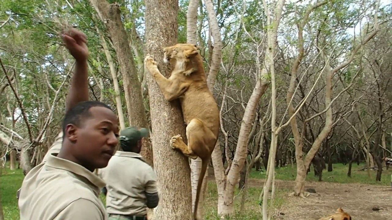 Mauritius Walk with Lions TouriSTories.nl - YouTube