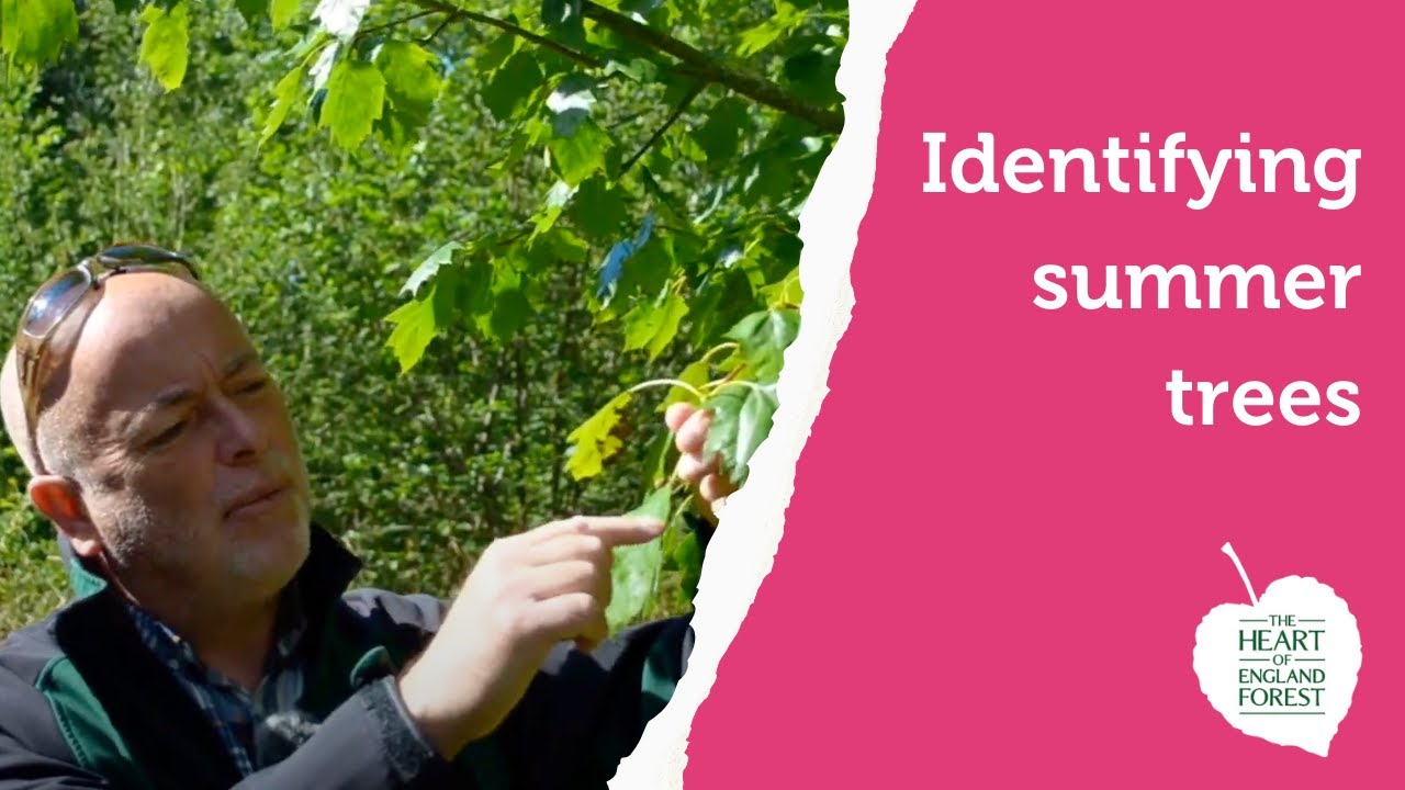 Identifying Trees in Summer with the Forest - YouTube