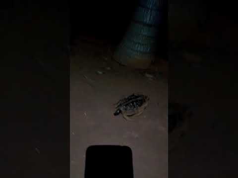 alguem ja viu sapo cagando - YouTube