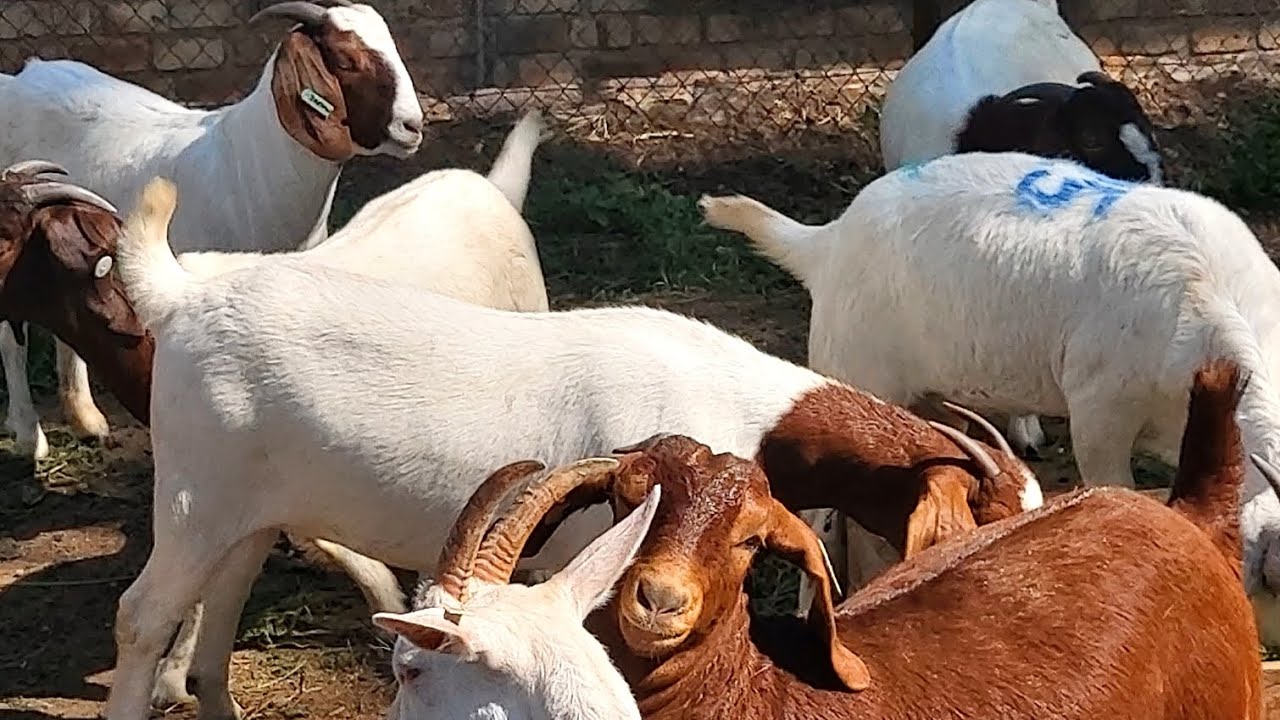 New super goats genetics from south africa....visiting sinza farms ...