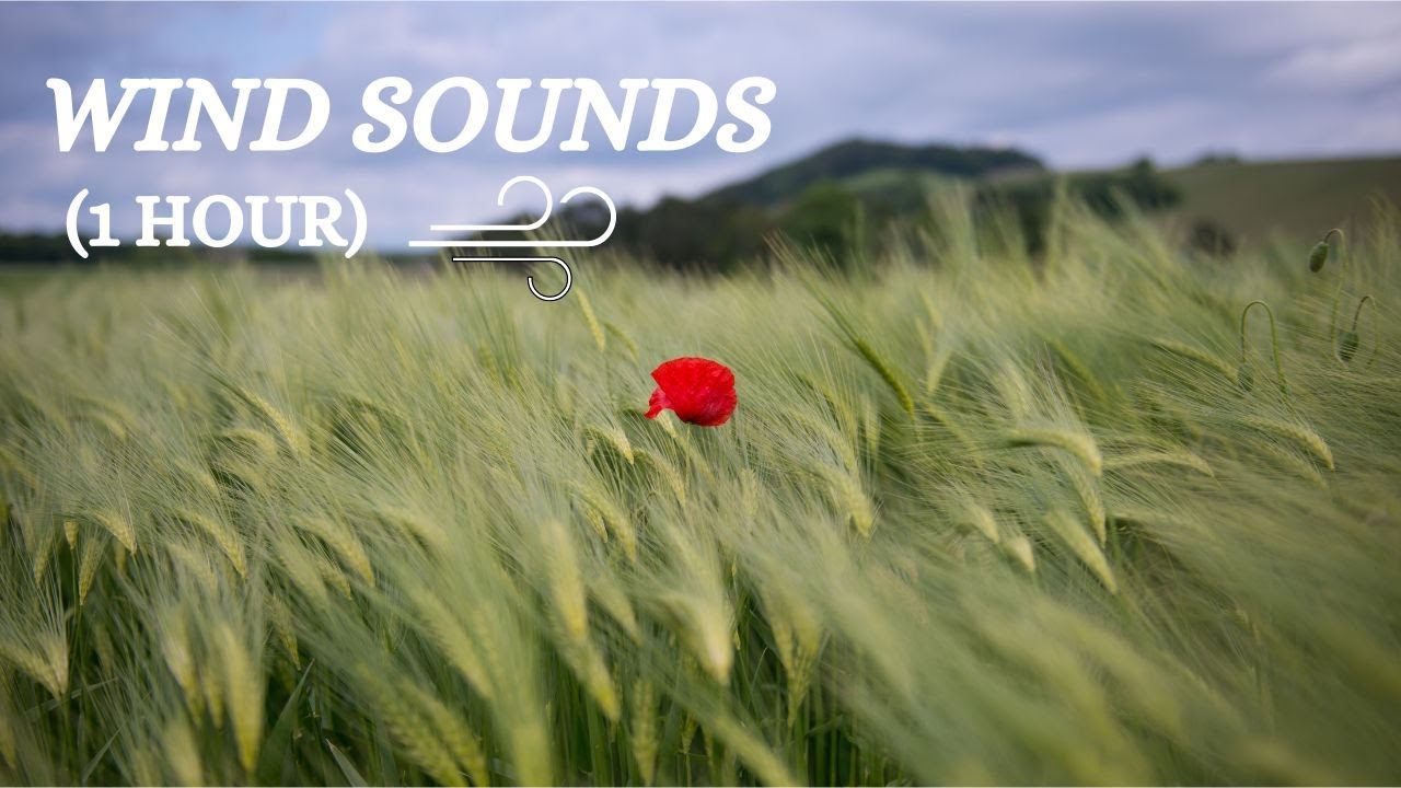 WIND SOUNDS, Ambient Sounds, Tinnitus, Relaxing Sounds, Sounds for ...
