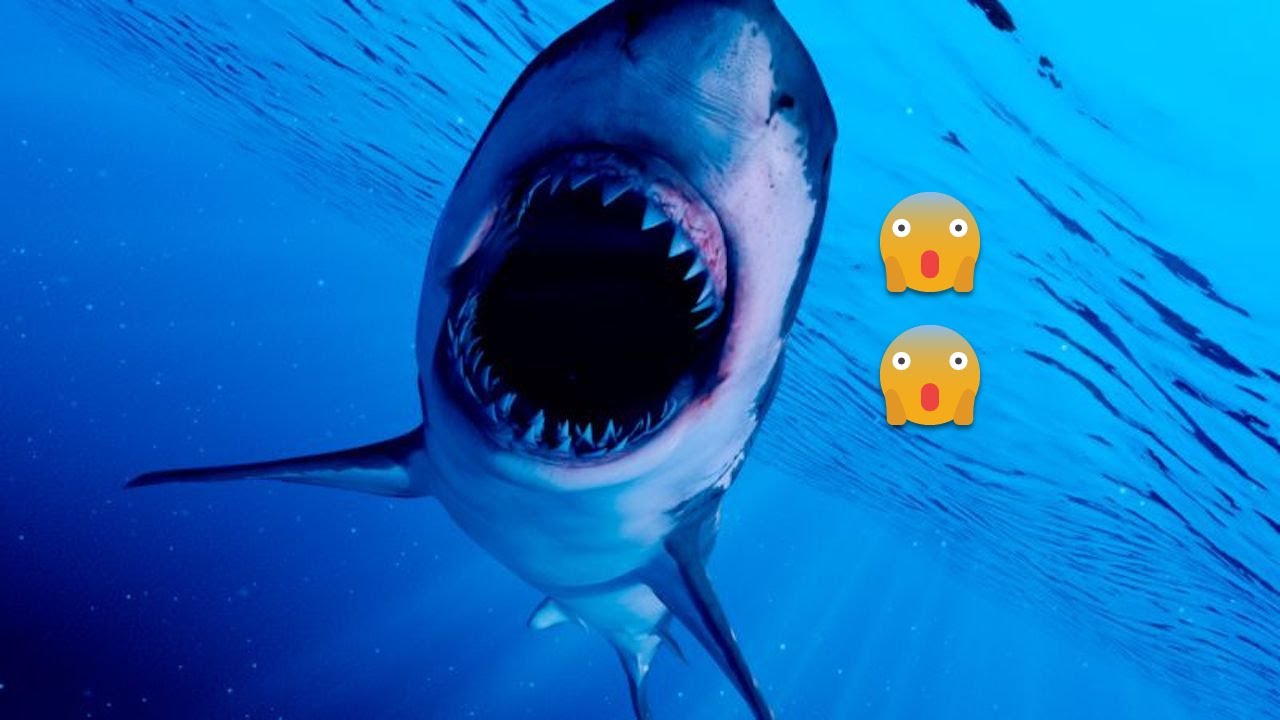 2021 : LE GRAND REQUIN BLANC FAIT DES RAVAGES, REPORTAGE CHOC - YouTube