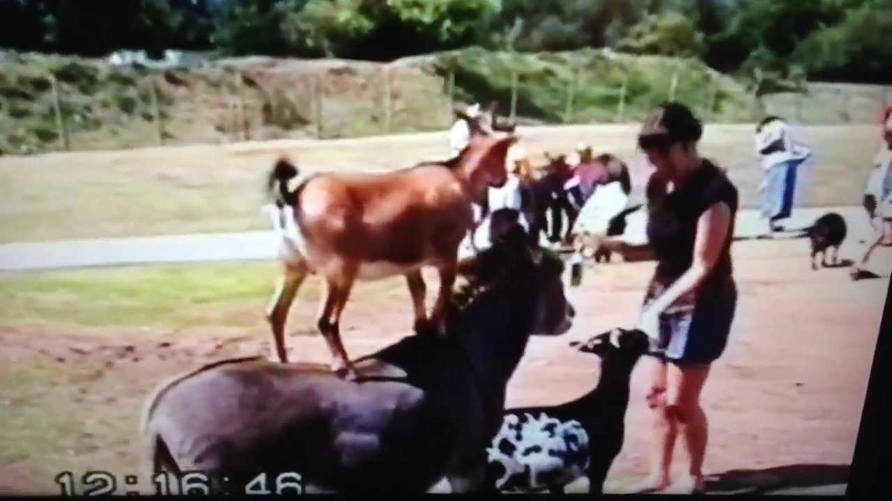 Goat on a Donkey! (Animal Pyramid!) - Funny - YouTube