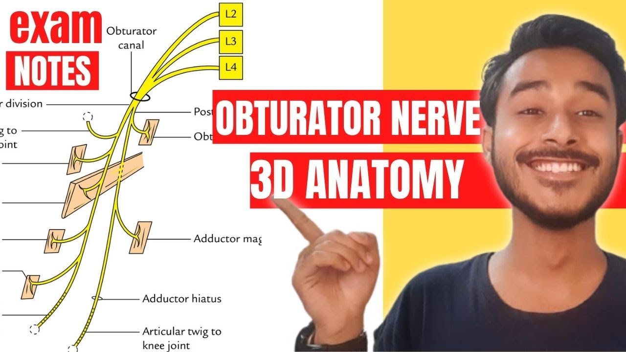Obturator Nerve Anatomy 3D | obturator nerve course anatomy | obturator ...