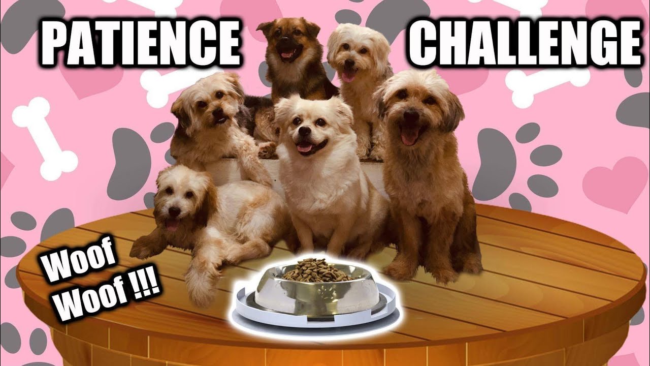 PATIENCE CHALLENGE | MY DOGS TRIES THE PATIENCE CHALLENGE | Philippines ...
