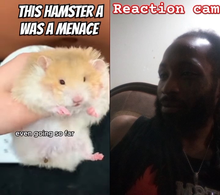 the hamster that was a menace #reaction - YouTube