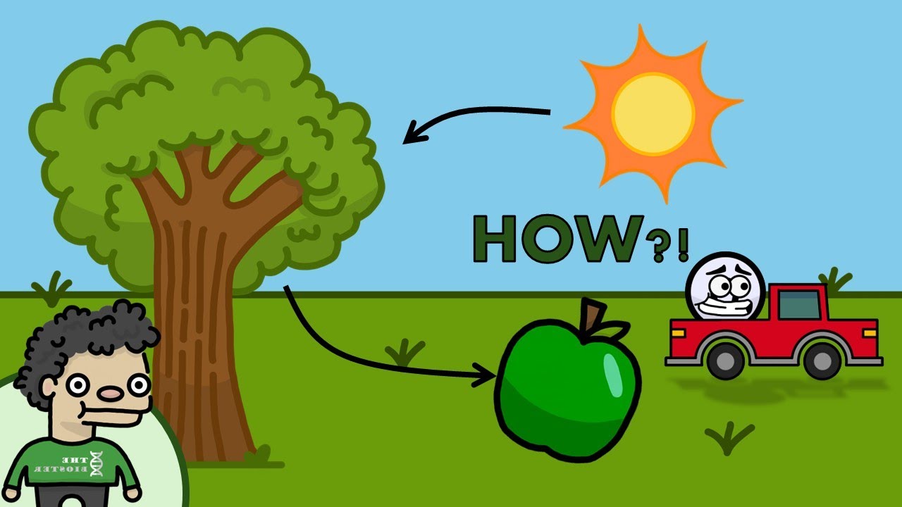 Photosynthesis: The Light-Dependent Reactions EXPLAINED! (Part 1/2 ...