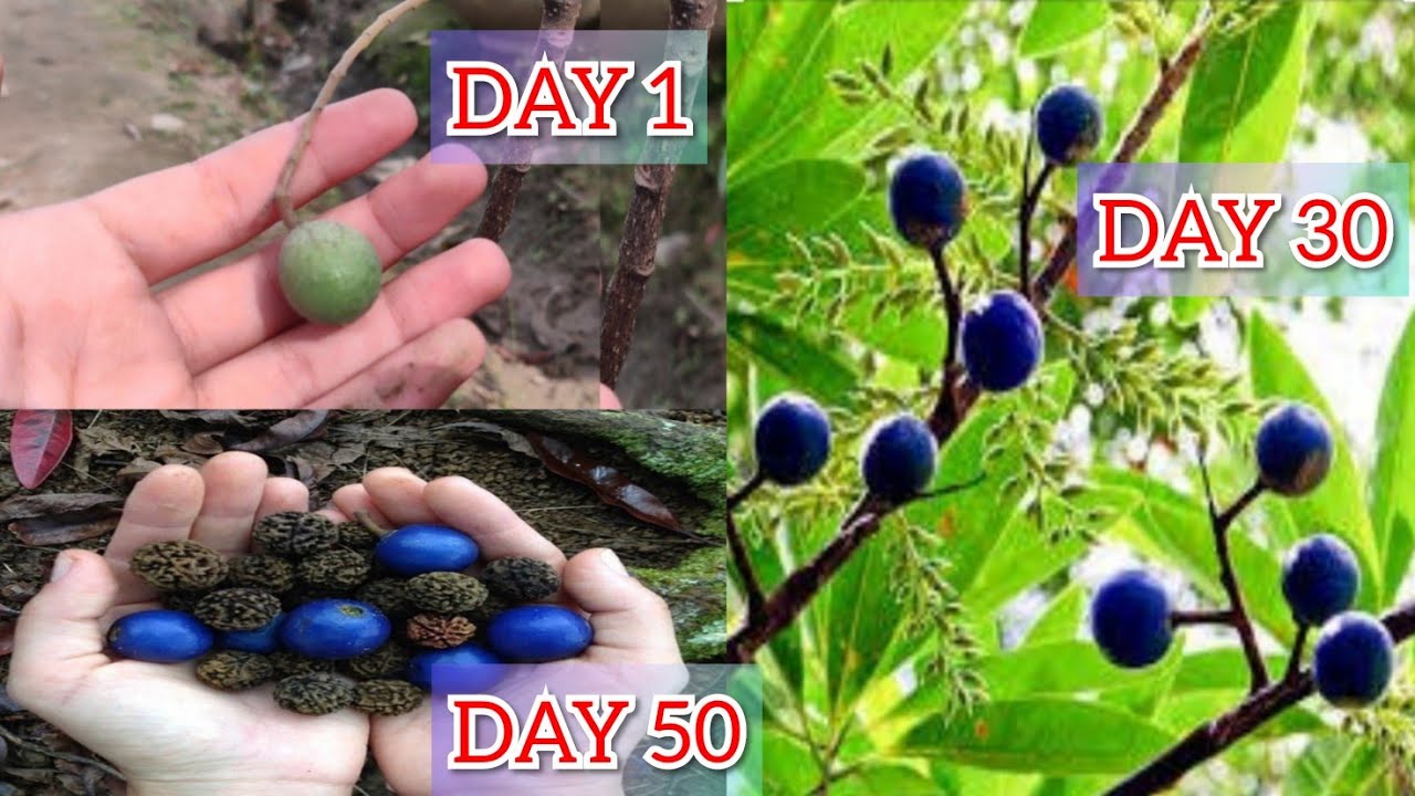 रुद्राक्ष का पौधा कैसे उगाए । how to grow and care rudraksha plant ...