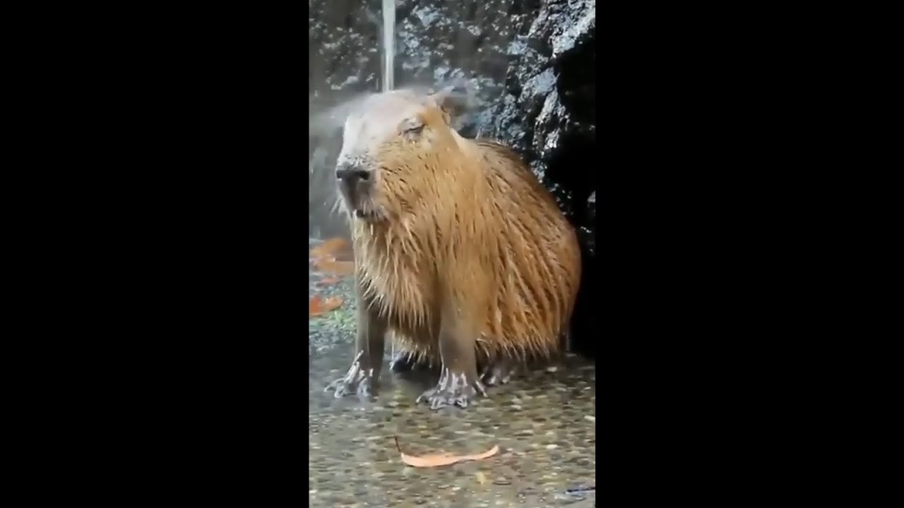 Capybara Paradise: Witness the Cutest Hot Tub Party in Nature! - YouTube