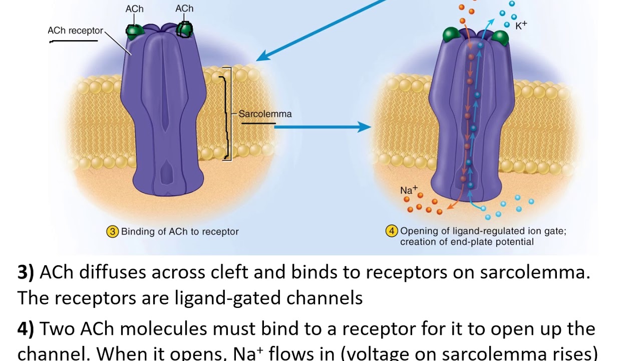 Phases of Muscle Contraction - YouTube