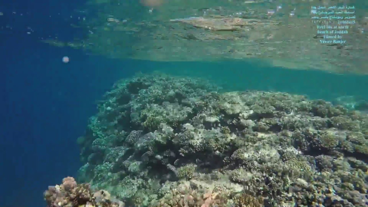 كسارة البحر الأحمر شـمال جدة (٣) ١٤٣٧٠٧٠٨ / 21060415 Reef life at north ...