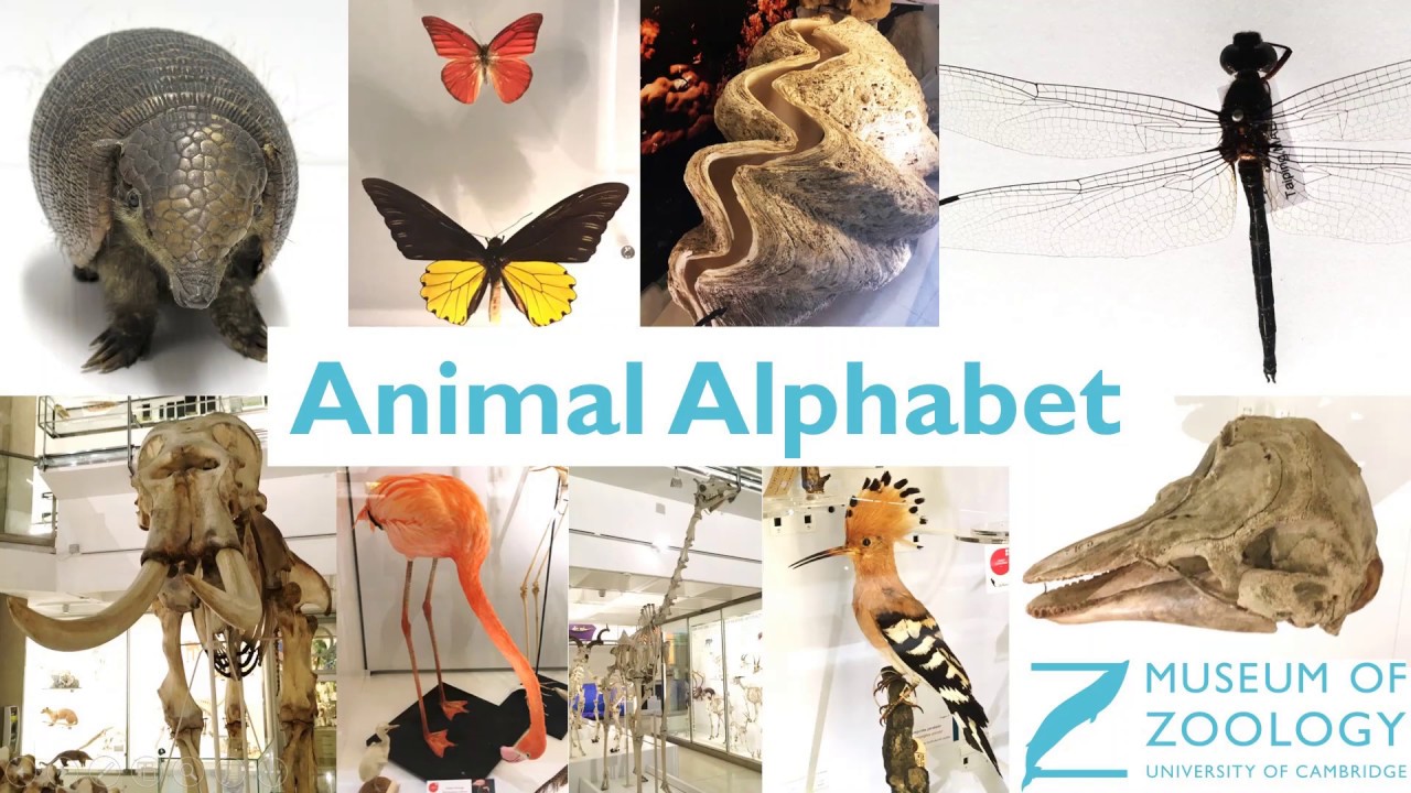 Animal Alphabet O is for Okapi - YouTube