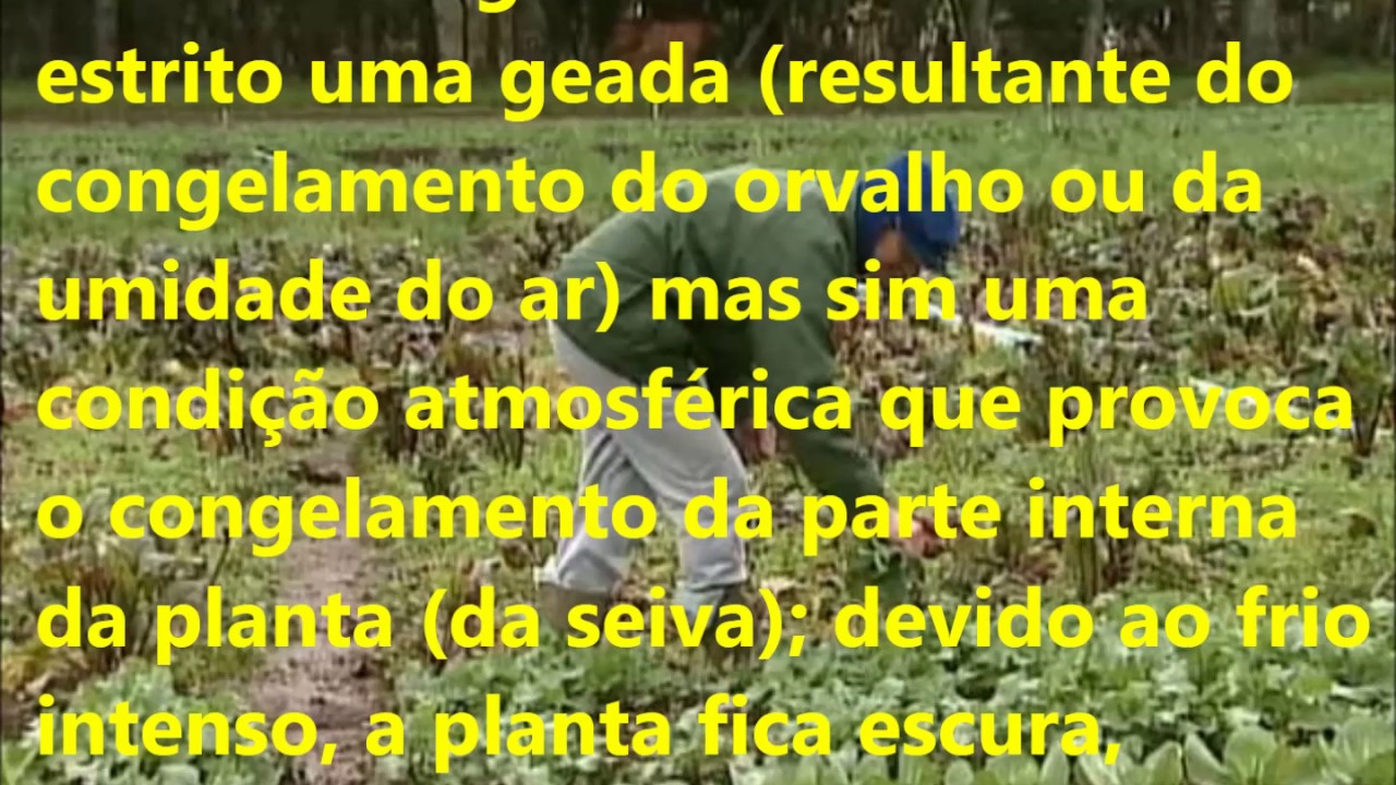 Geada branca e Geada Negra - YouTube