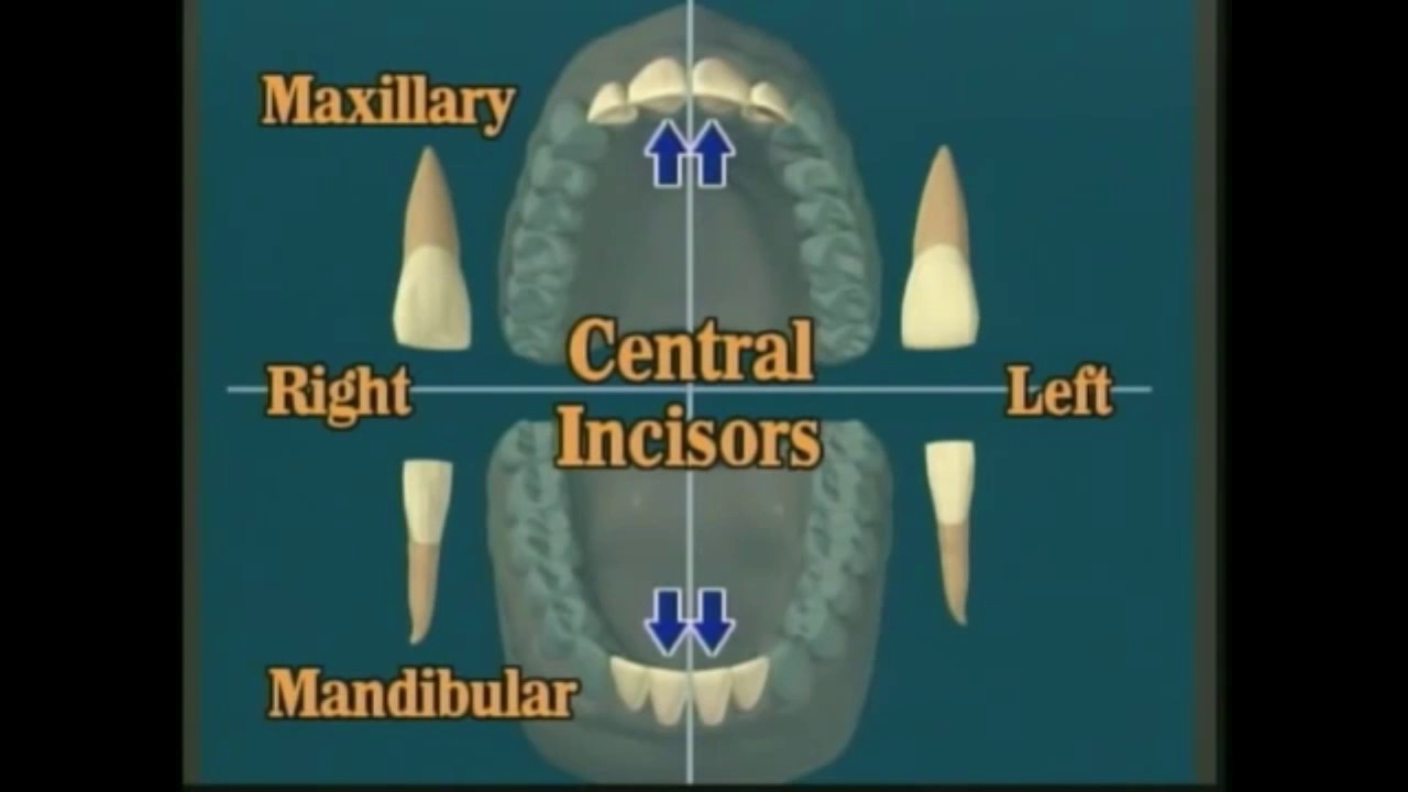 Dental Anatomy- All About Teeth anatomy contour . surface مهم جدا جدا ...