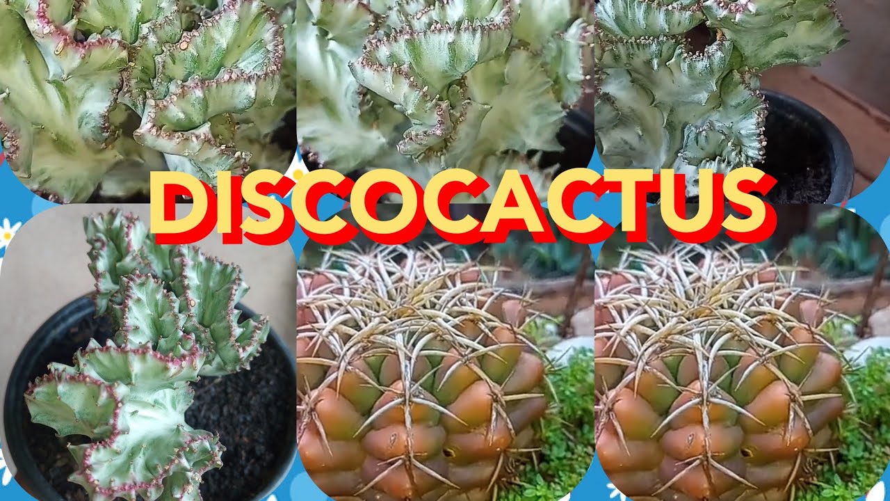 Cacto: Discocactus bahiensis,+ Euphorbia Cristata Variegata! # ...