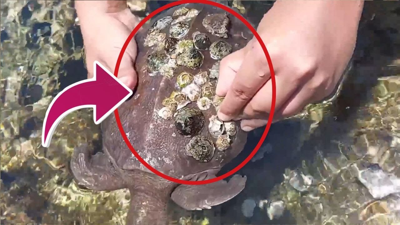 🐢 Barnacle Disaster on Turtle Shell… CLEANED to Perfection! 😌 # ...