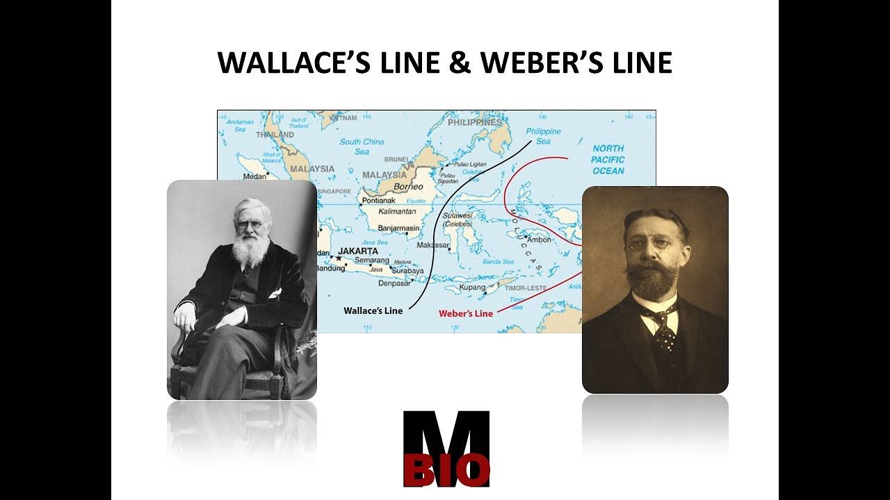 WALLACE'S LINE , WEBER'S LINE & WALLACEA - YouTube