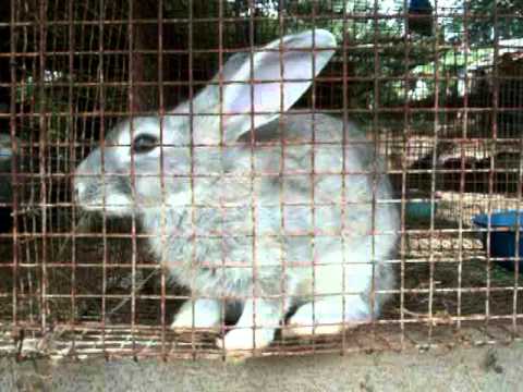 INDIA-RABBIT-FARMS VIDEO 10 - YouTube