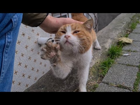 Very handsome and big headed orange male cat. - YouTube