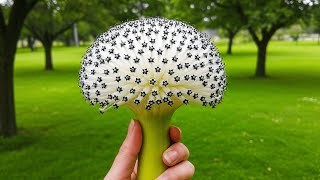 25 Exotic Plants and Ancient Superfoods You Never Knew Existed!