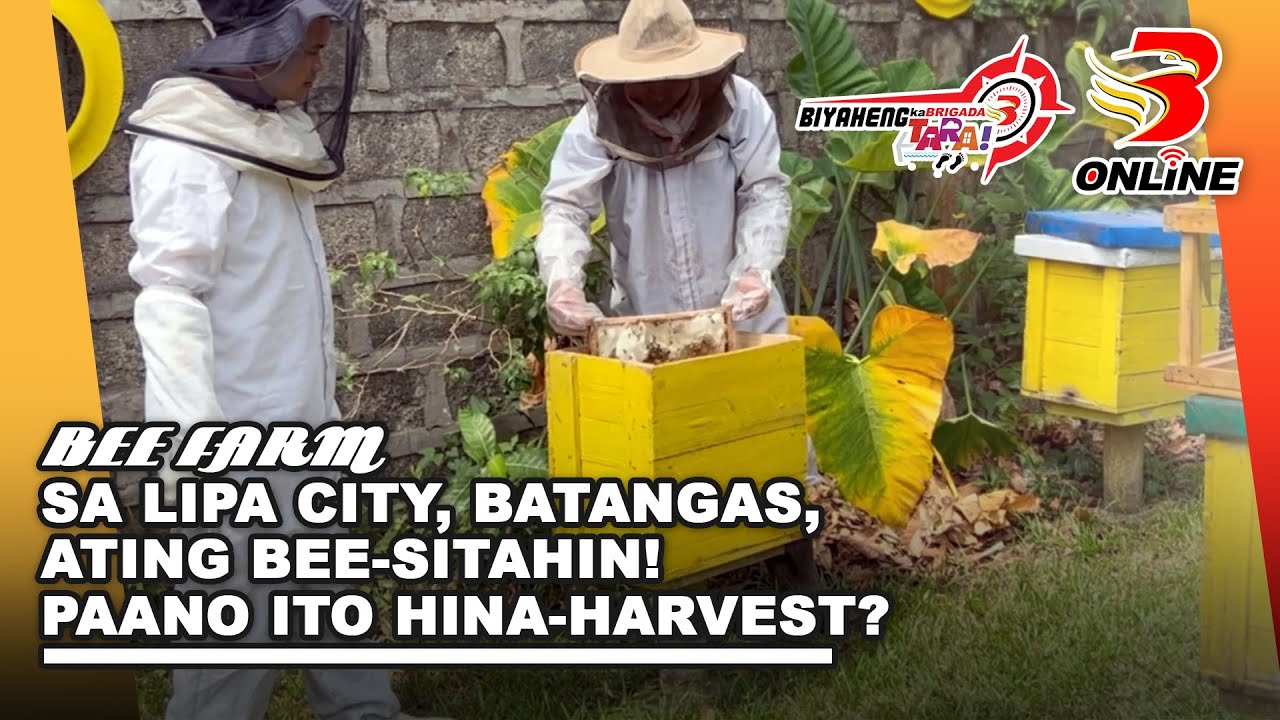 Bee Farm sa Lipa City, Batangas, ating bee sitahin! Paano ito hina ...